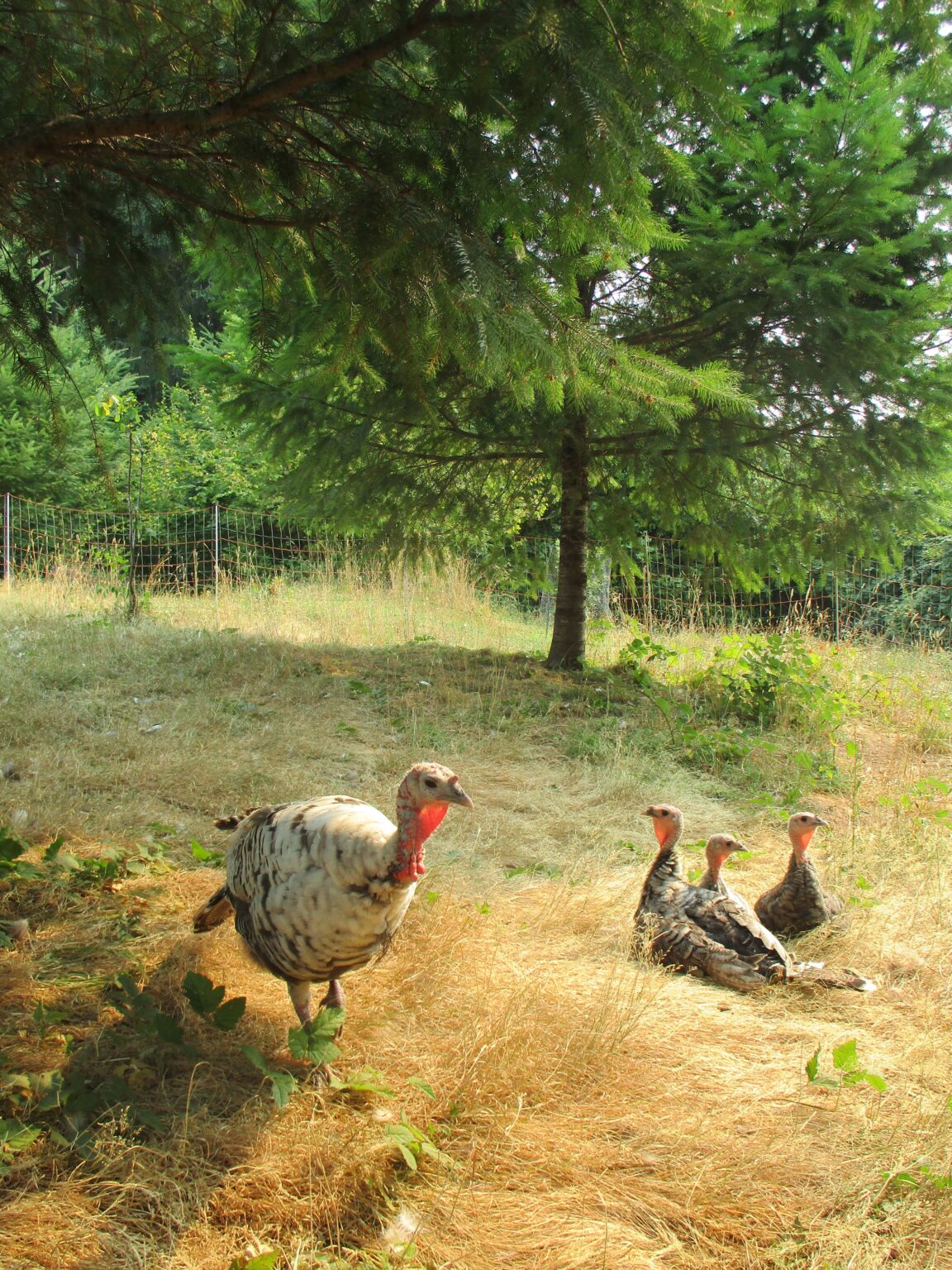 Raising Turkeys on Pasture - Backyard Poultry